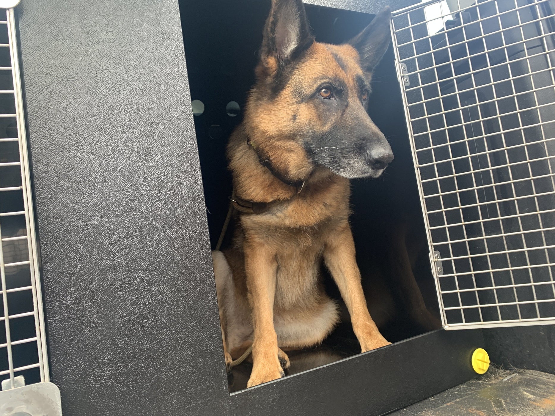 Citroen Berlingo III Peugeot Rifter Dog Travel Crate — DT BOXES