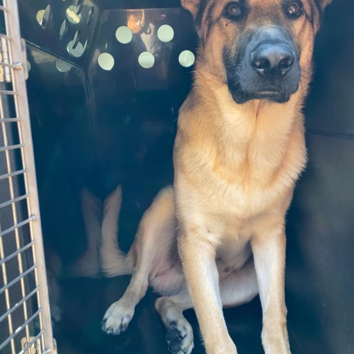 Dog Crate For Land Rover Defender 2020 — DT BOXES