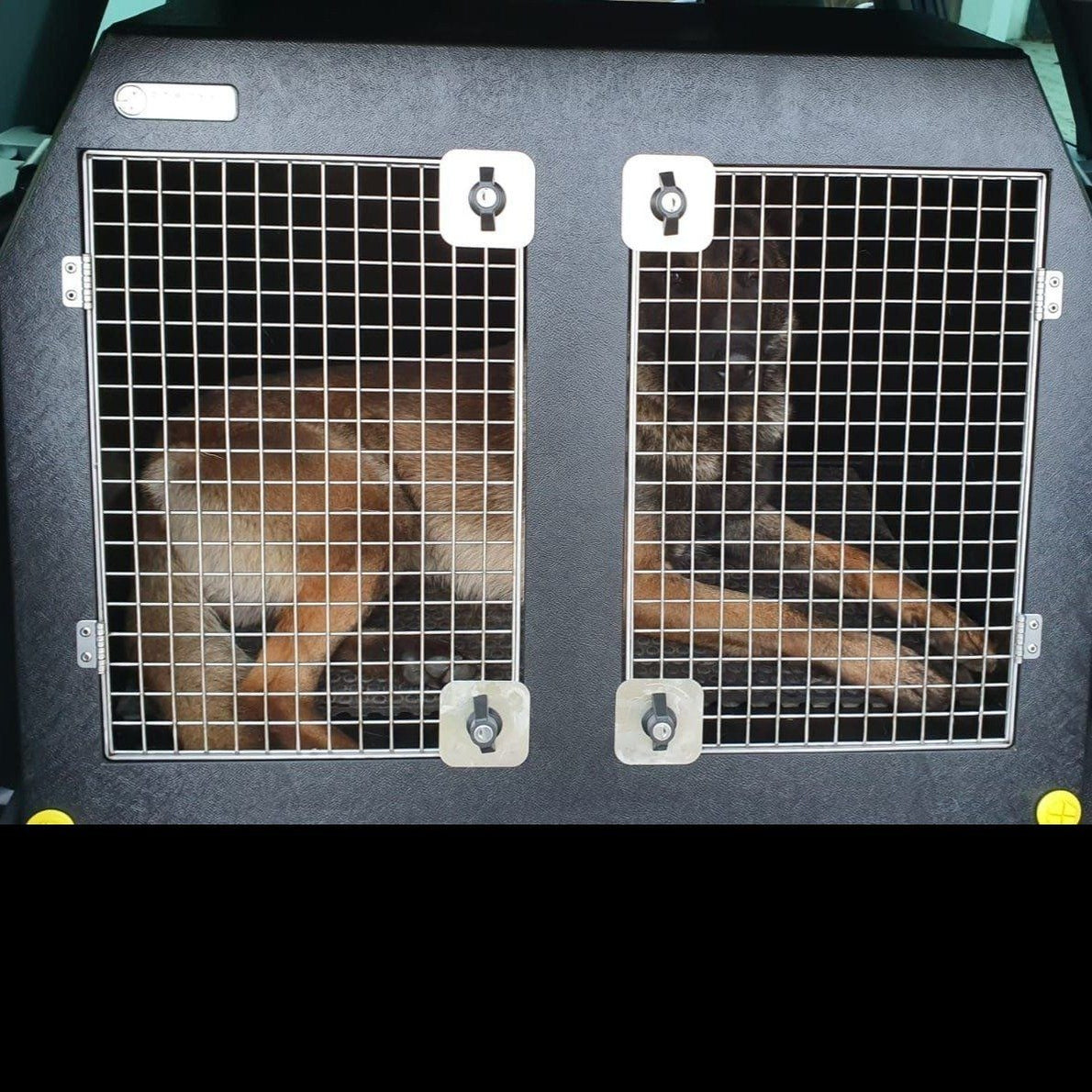 Mercedes GLA Transport Cage For Dogs For Sale — DT BOXES