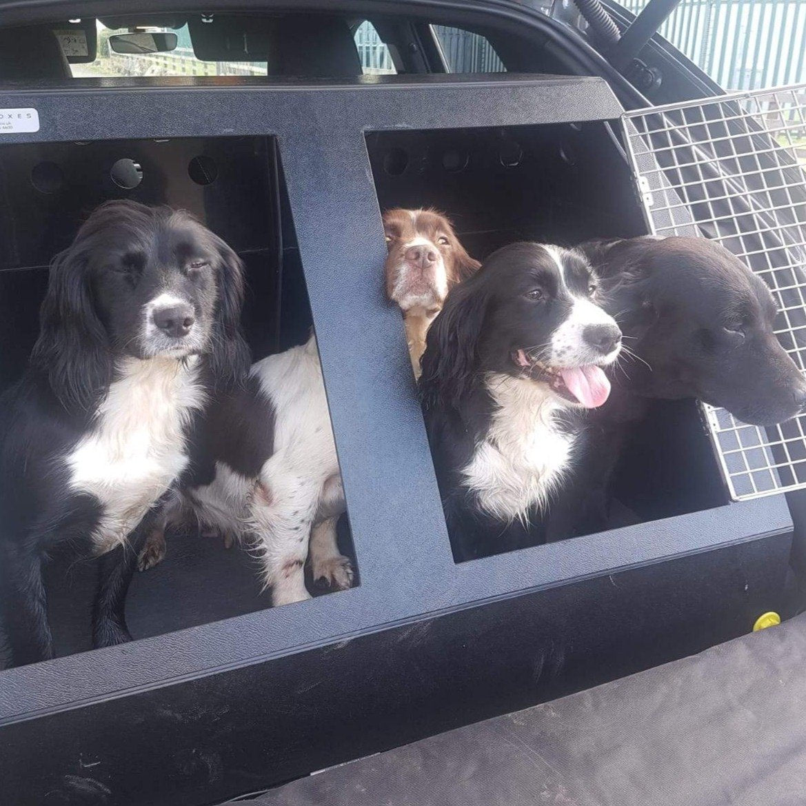 Porsche Macan Dog Car Carrier For Sale | Made In The UK — DT BOXES