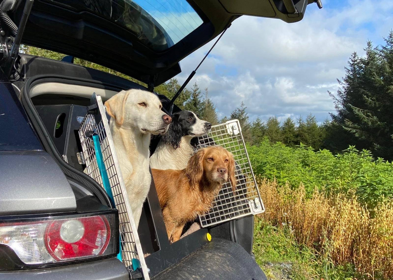 Range Rover Evoque Transport Cage For Dogs For Sale — DT BOXES